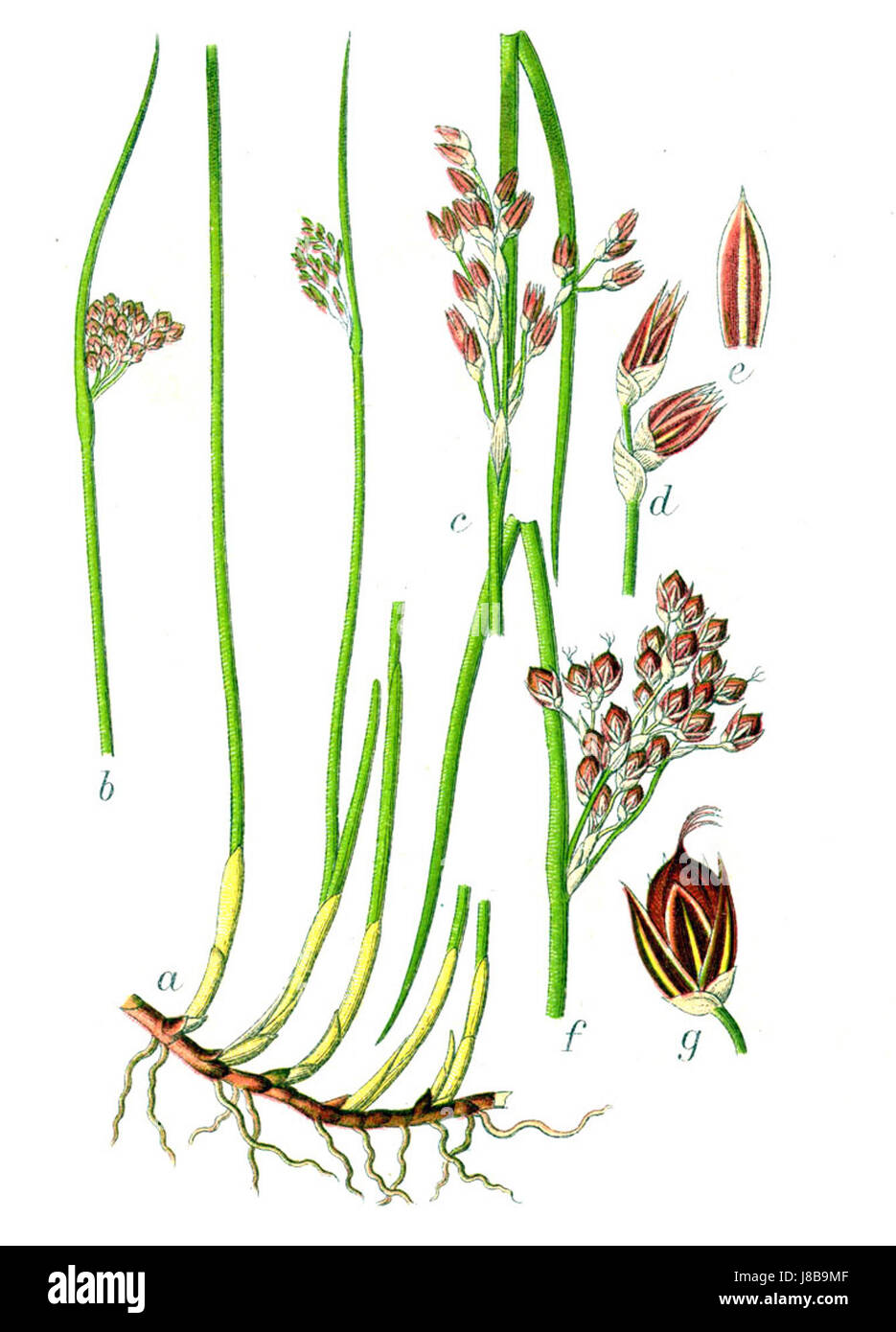 Plant areas Cut Out Stock Images & Pictures - Alamy