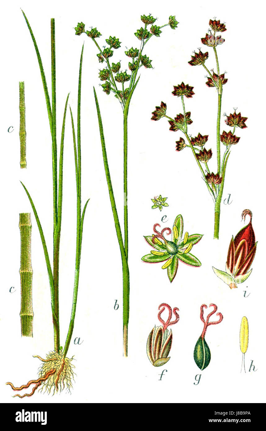 Juncus lampocarpus, a species of rush plant, is native to various ...