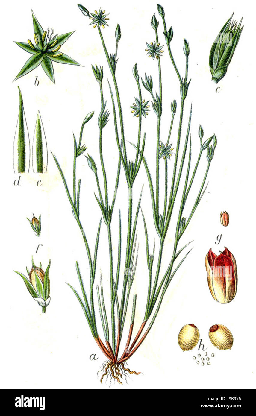 Toad in plants hi-res stock photography and images - Alamy