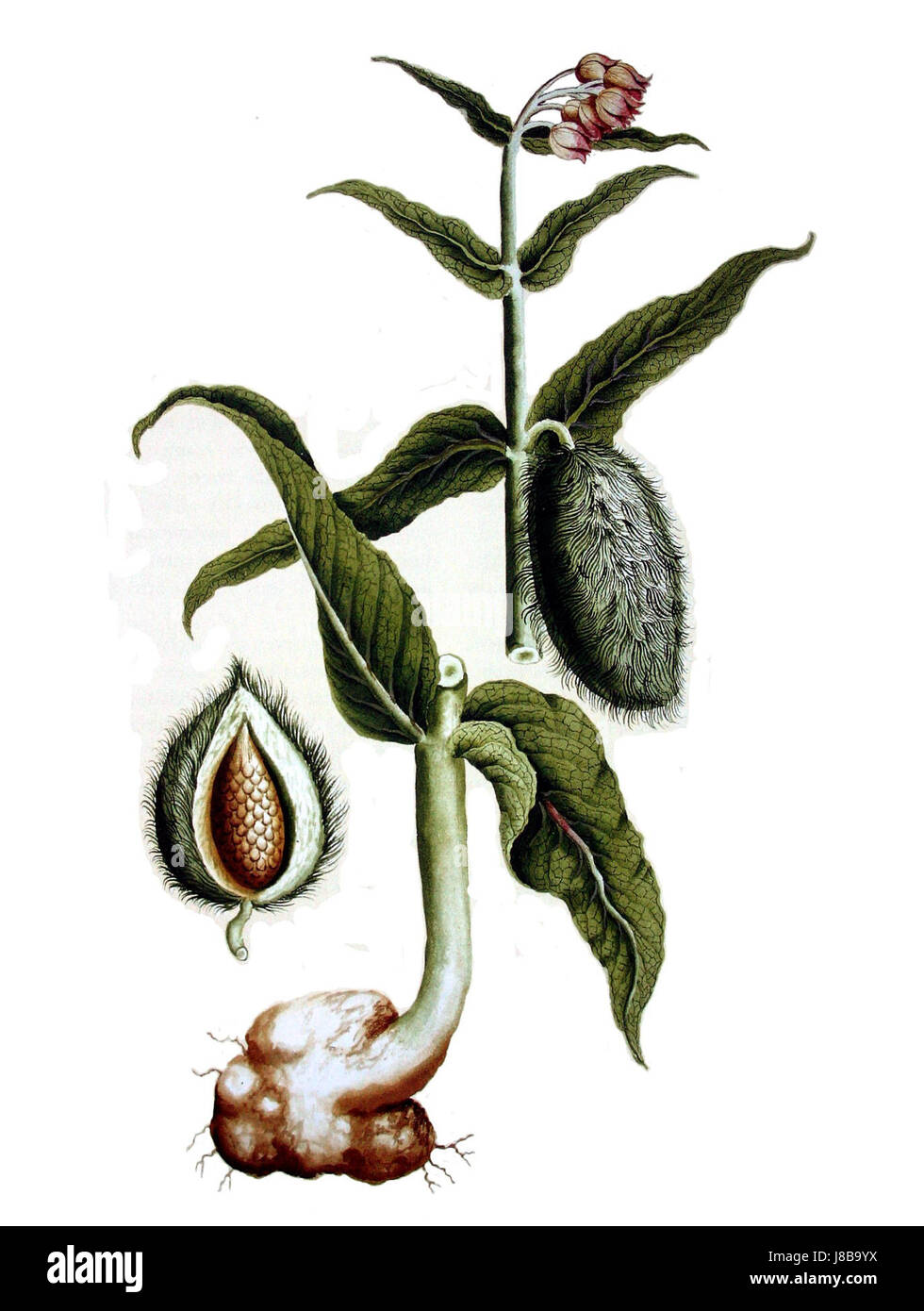 Gomphocarpus cancellatus is a species of flowering plant native to ...