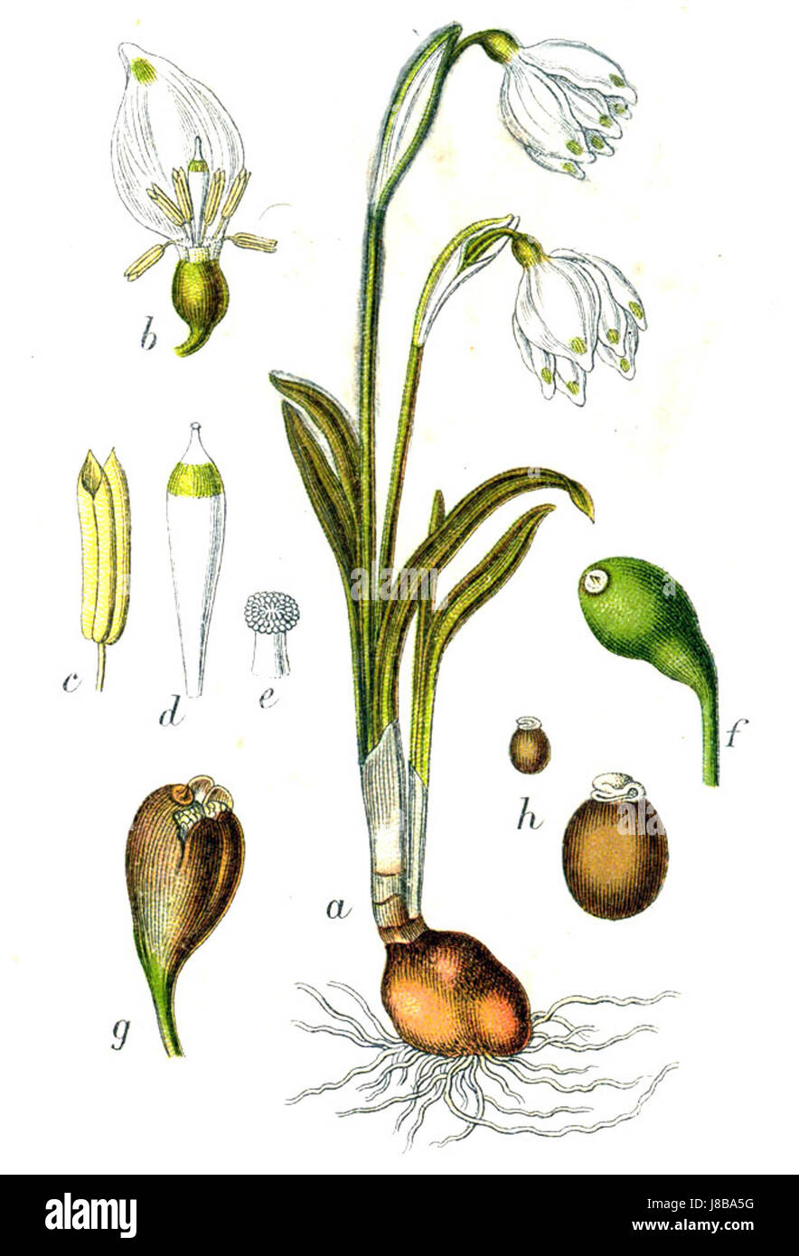 Native in europe Cut Out Stock Images & Pictures - Alamy