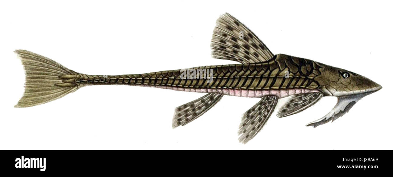 Loricariichthys anus hi-res stock photography and images - Alamy