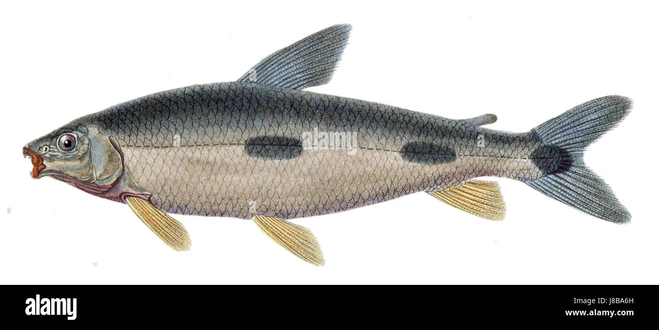 Leporinus hi-res stock photography and images - Alamy