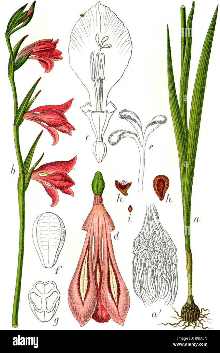 Photograph of Gladiolus species, taken by Sturm in 1852, showcasing the ...