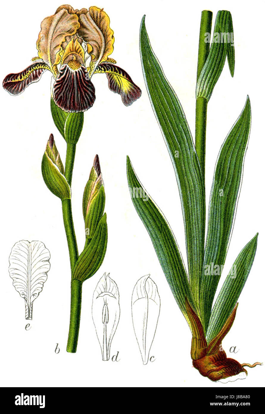 Historic iris Cut Out Stock Images & Pictures - Alamy