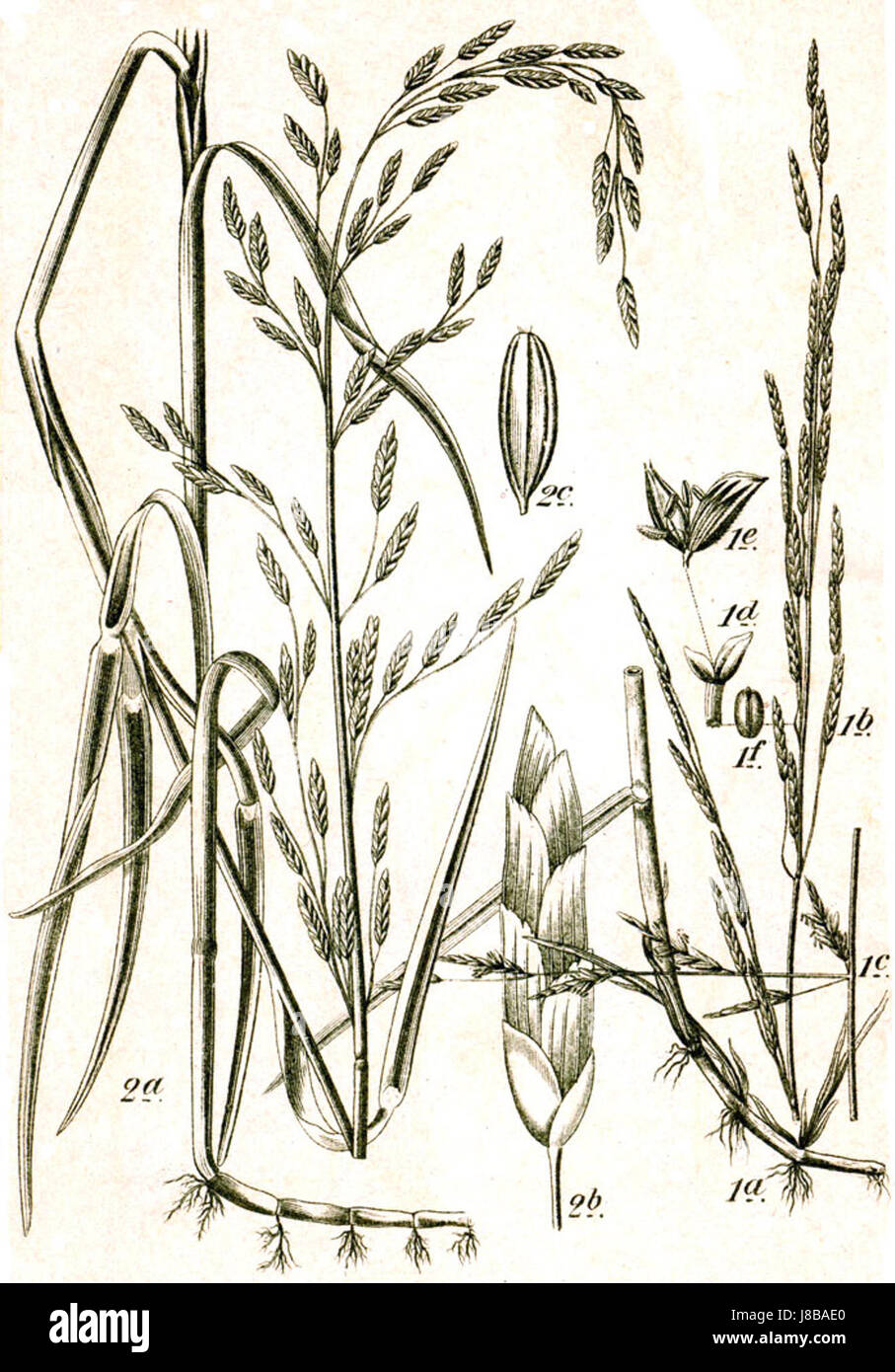 Glyceria drawing hi-res stock photography and images - Alamy