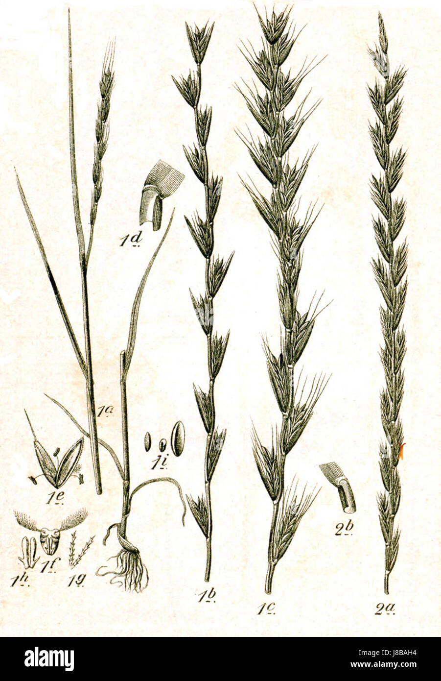 Lolium spp., commonly known as ryegrass, is a genus of grasses widely ...