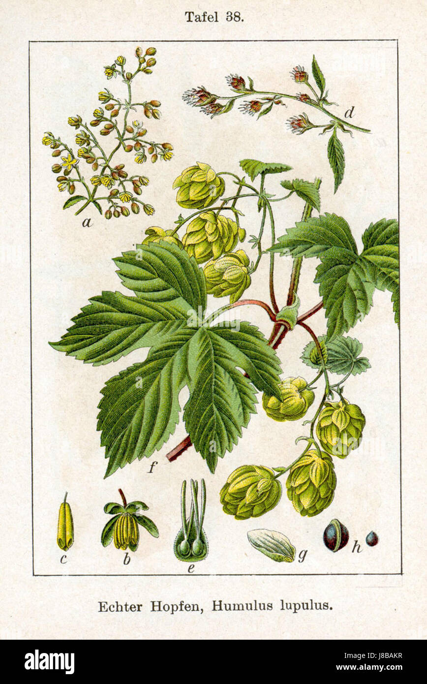 Humulus lupulus, commonly known as hop, is a plant species used in ...