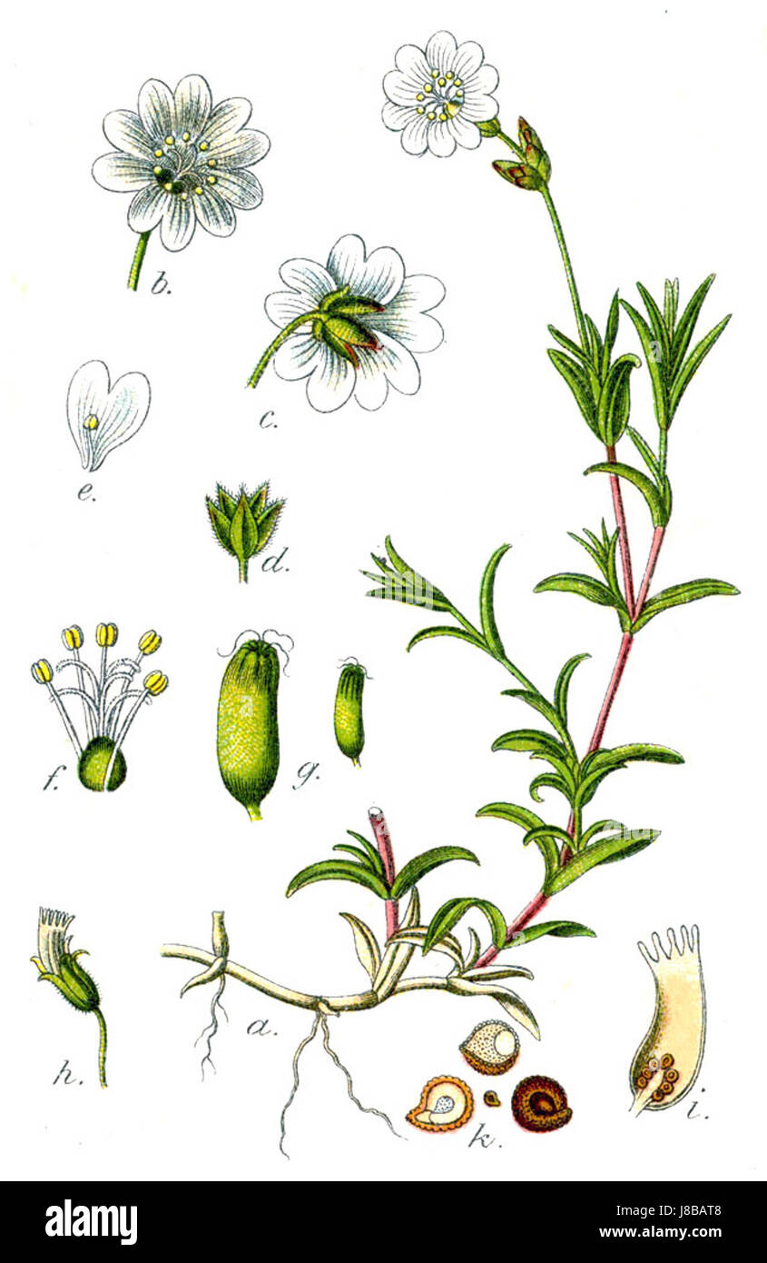 Various plant features Cut Out Stock Images & Pictures - Alamy