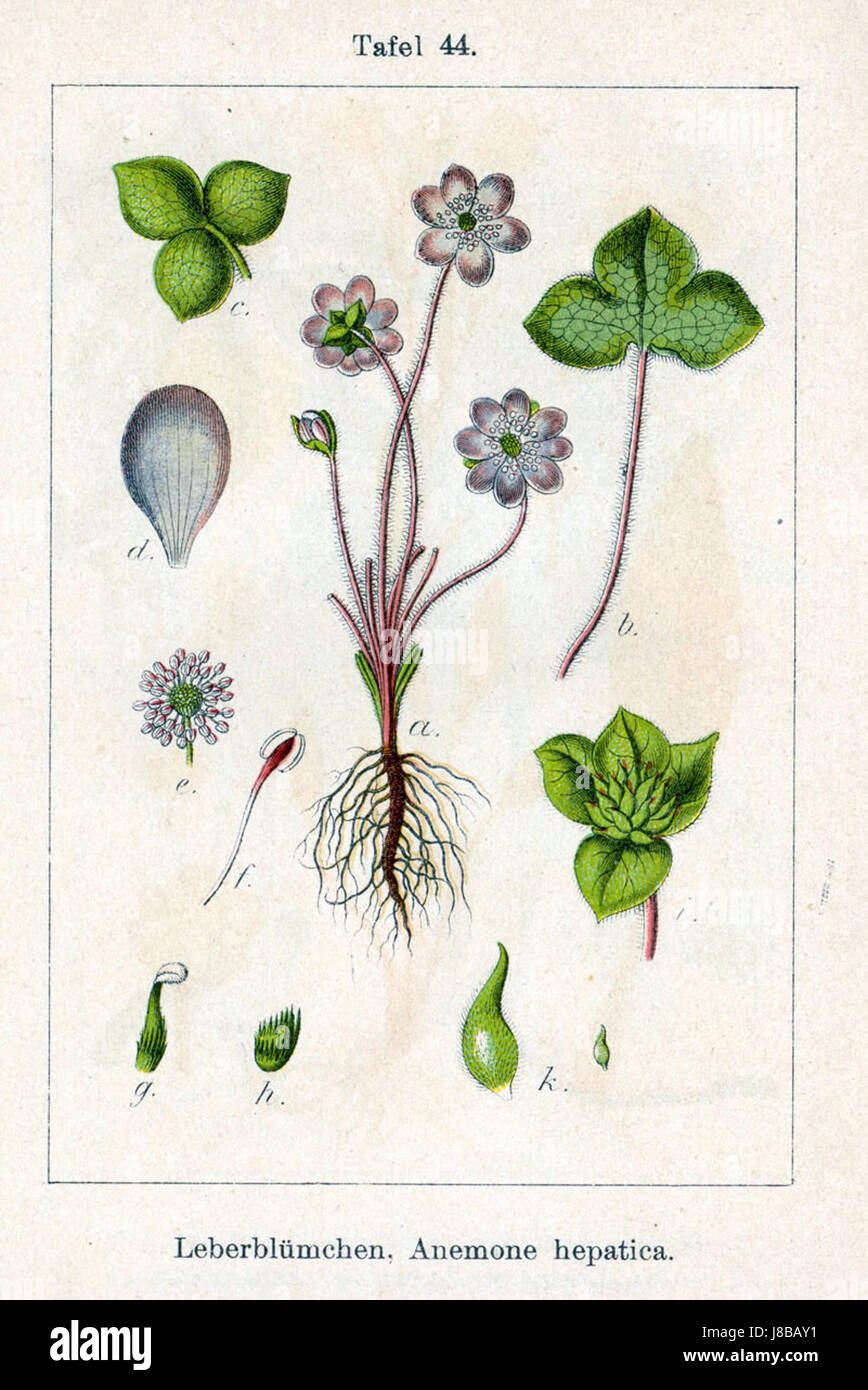 Hepatica drawing hi-res stock photography and images - Alamy
