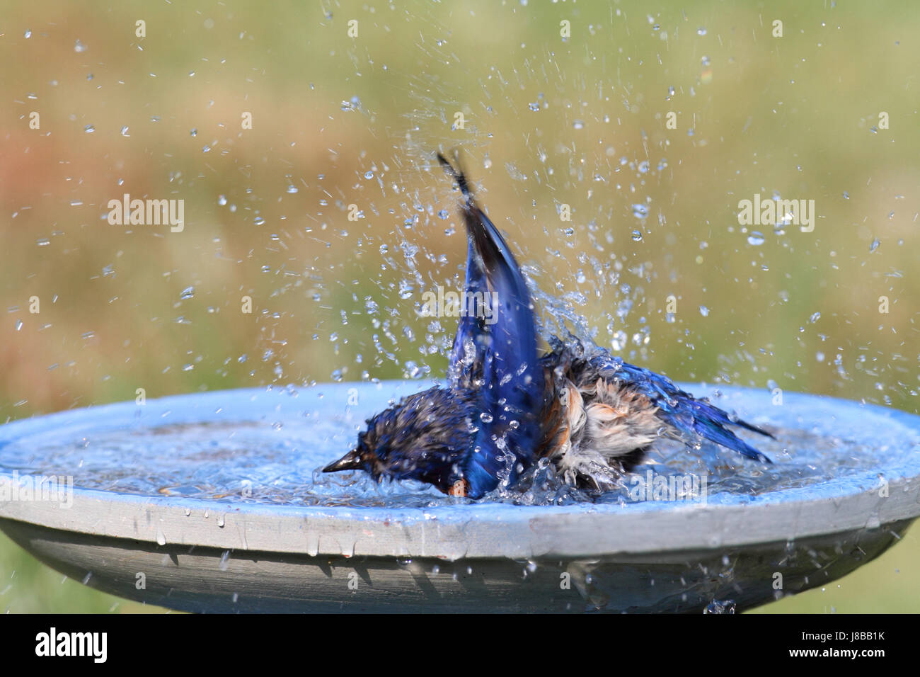 blue, bird, wild, wildlife, nature, blue, game, tournament, play ...