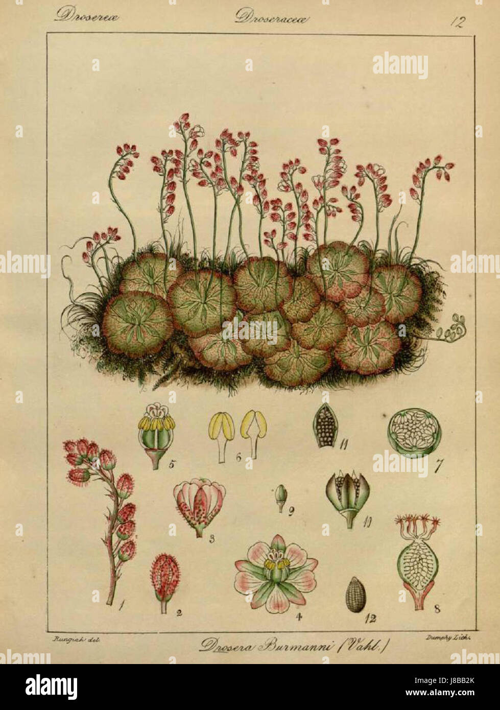 Drosera drawing hi-res stock photography and images - Alamy