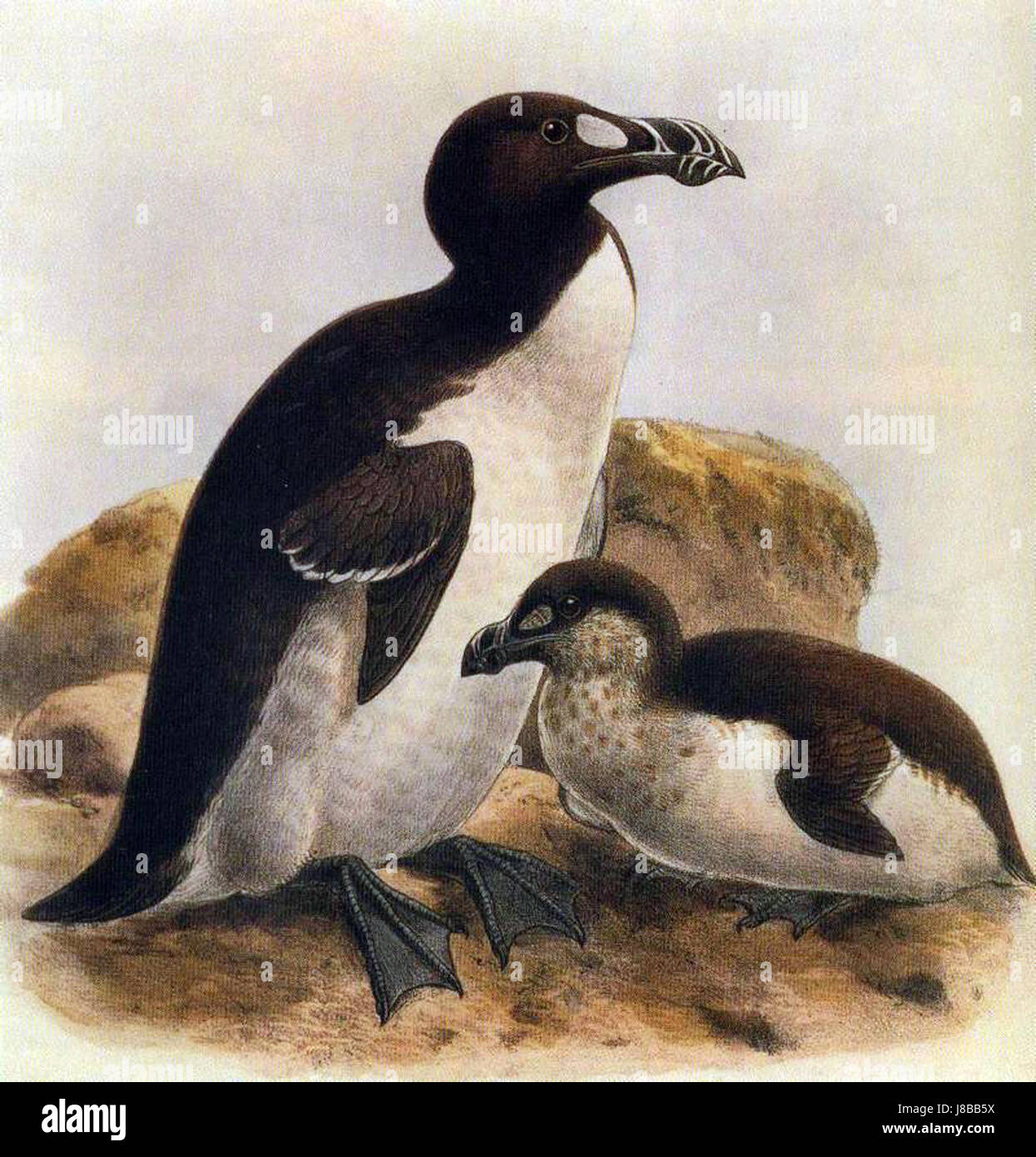 Great auk hi-res stock photography and images - Alamy