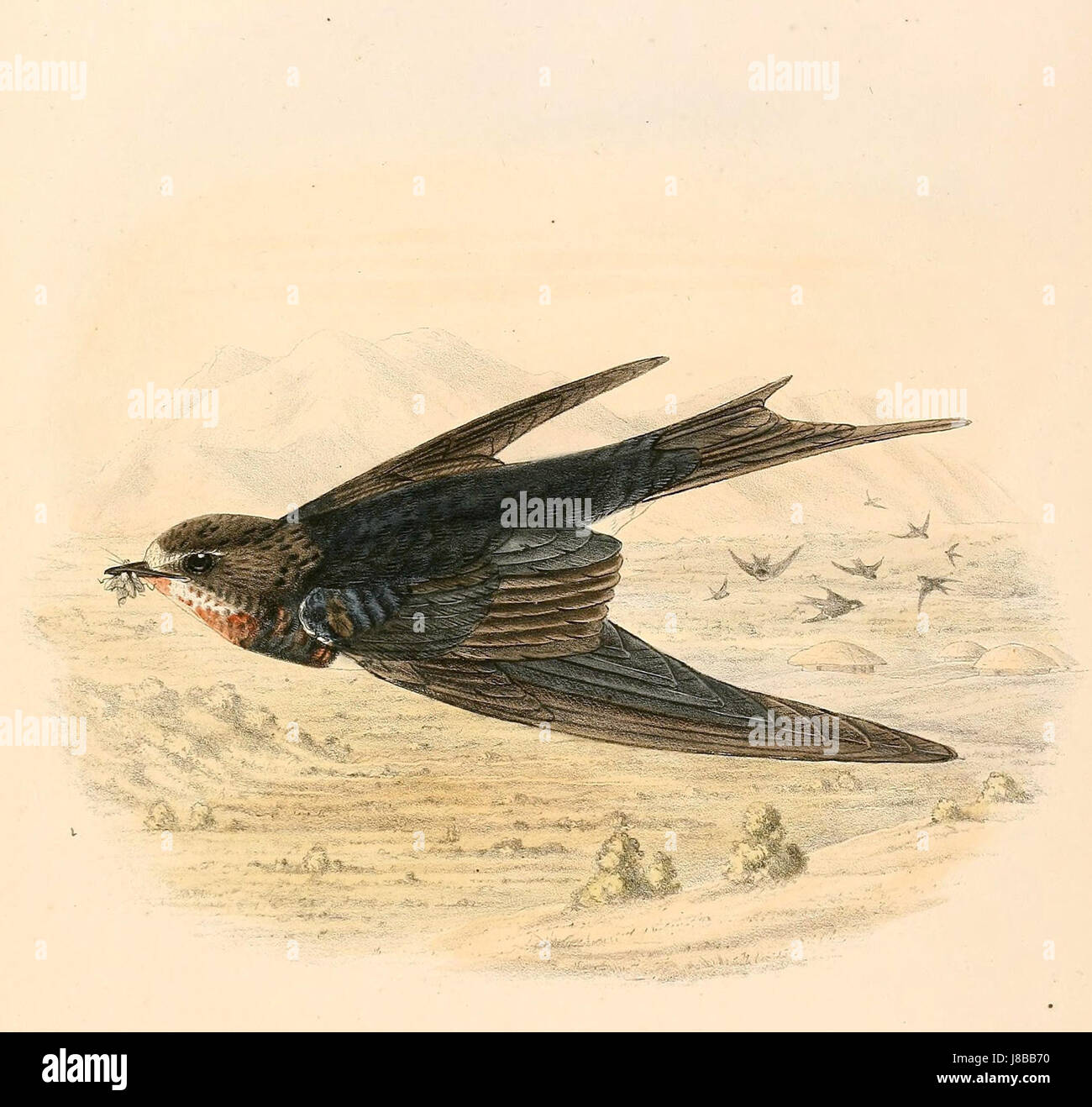 Hirundo rustica moulting 1894 Stock Photo - Alamy