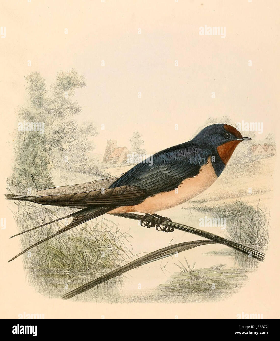 This 1894 illustration of Hirundo rustica, also known as the barn ...
