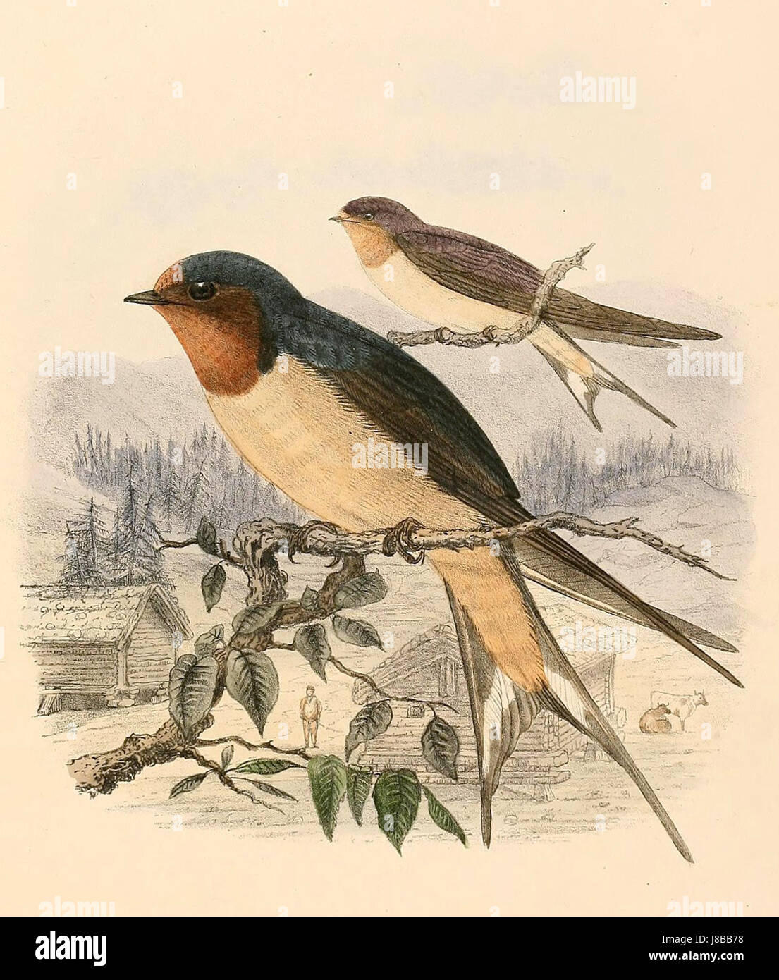 This illustration depicts *Hirundo rustica erythrogastra*, commonly ...