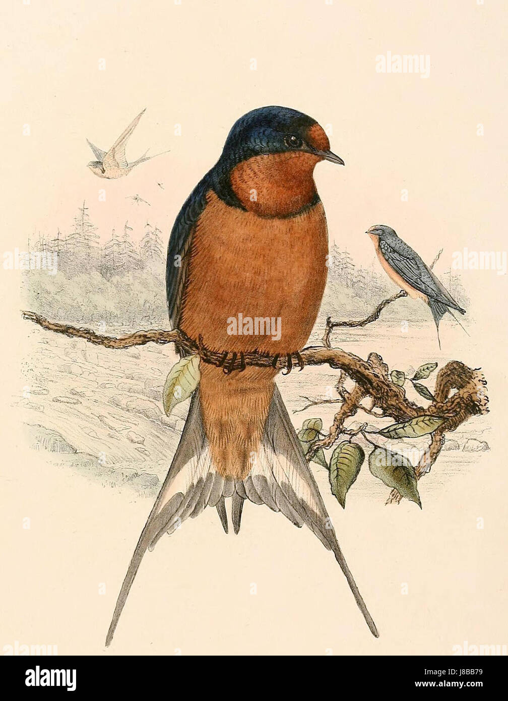 Hirundo rustica tytleri 1894 Stock Photo - Alamy