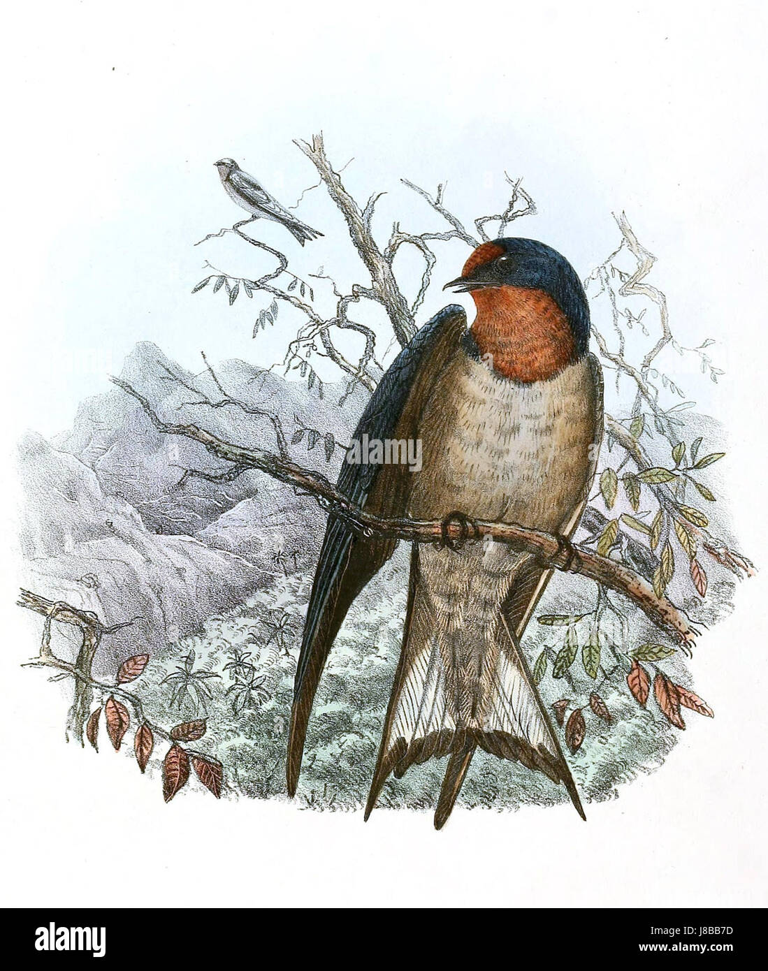 Hirundo angolensis 1894 Stock Photo - Alamy
