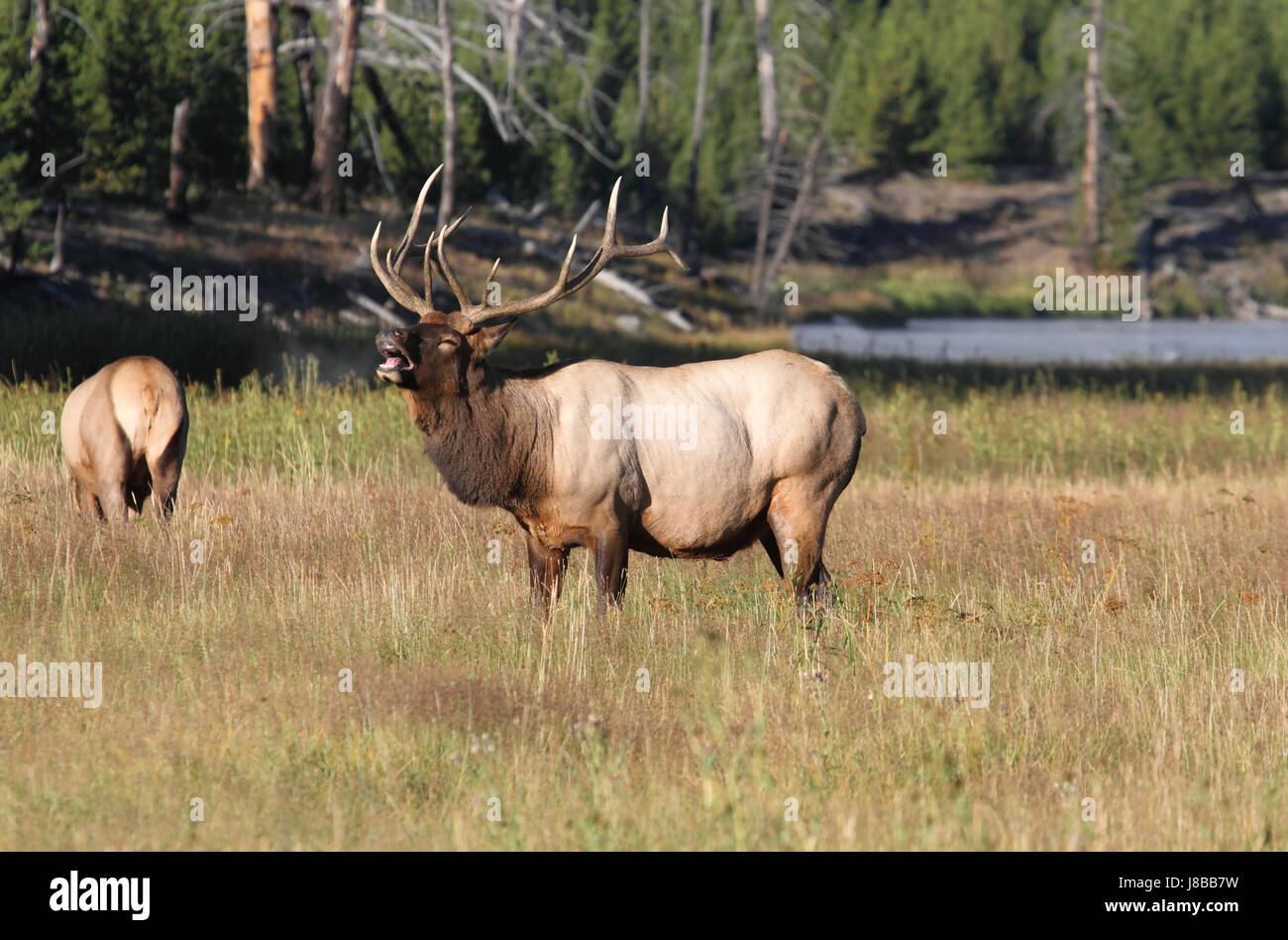 park, animal, mammal, wild, bull, wildlife, rut, elk, deer, majestic ...