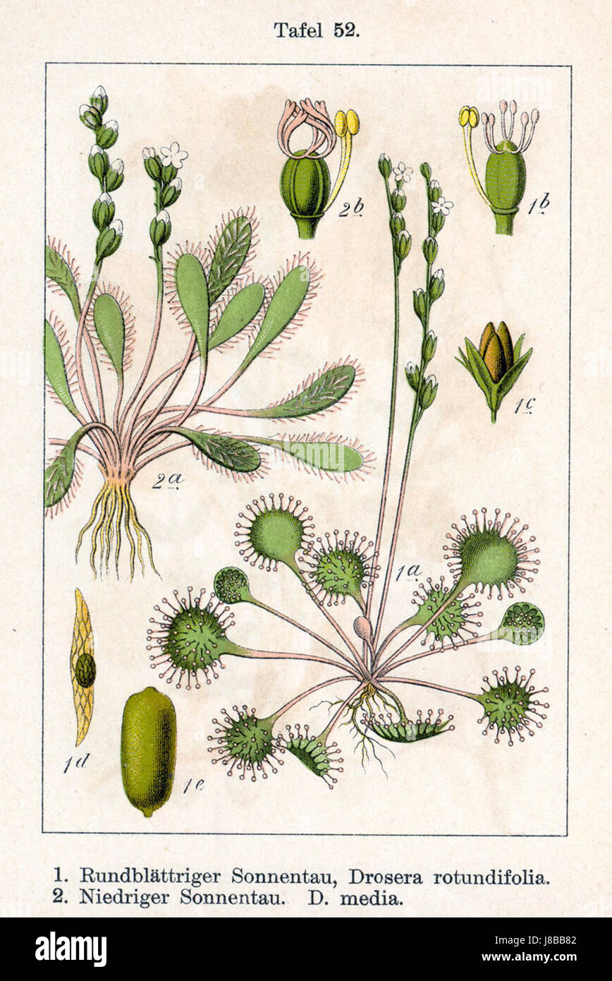 Drosera spp hi-res stock photography and images - Alamy