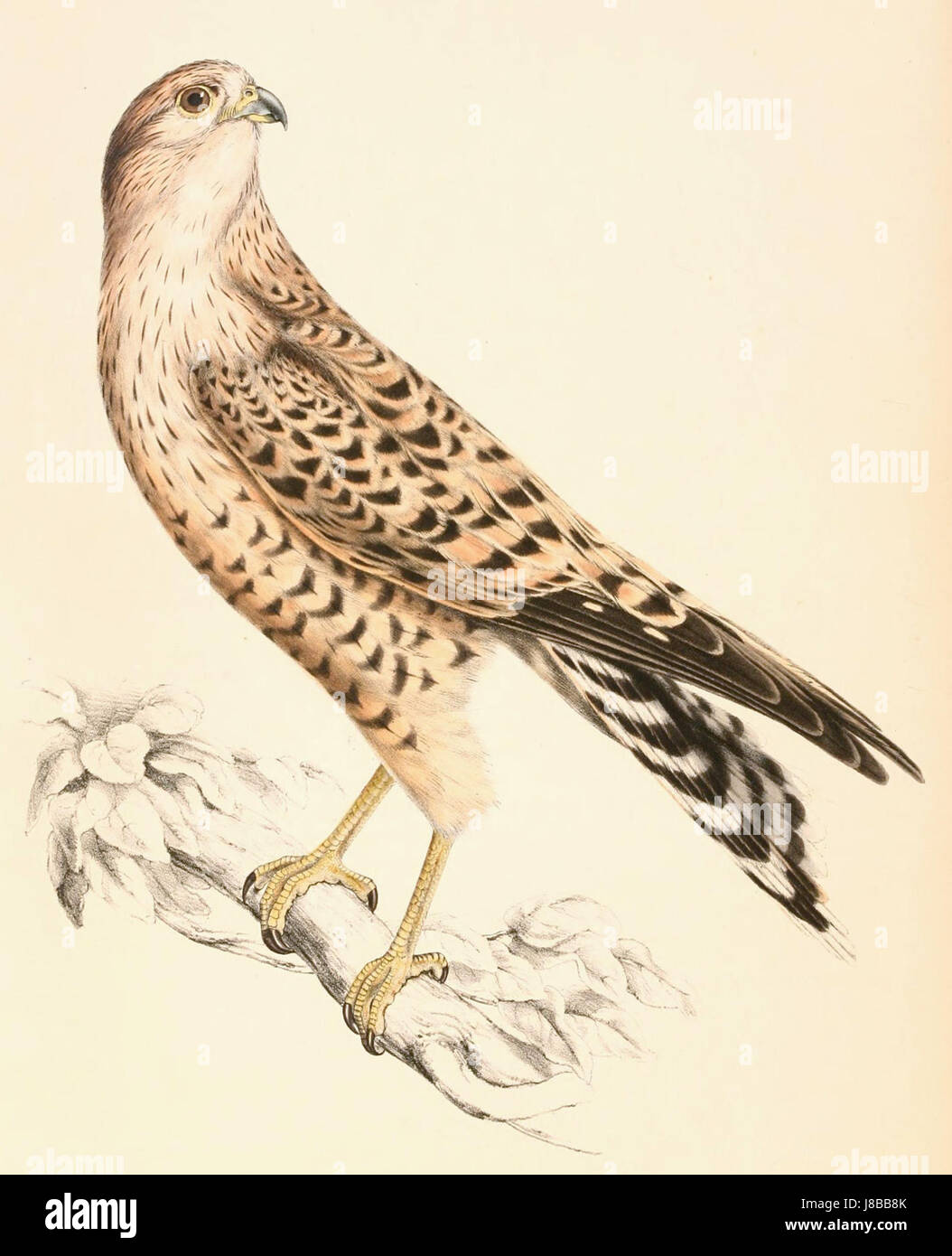 'Falco rupicoloides' is an illustration from 1838 depicting the Barbary ...