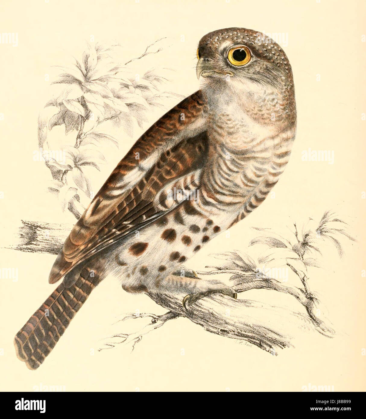 Glaucidium capense capense 1838 Stock Photo - Alamy