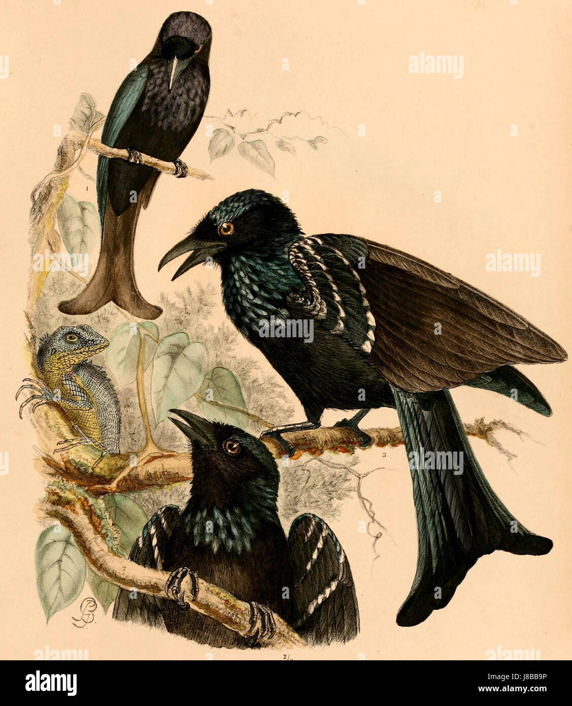 *Dicrurus hottentottus leucops*, also known as the white-headed drongo ...