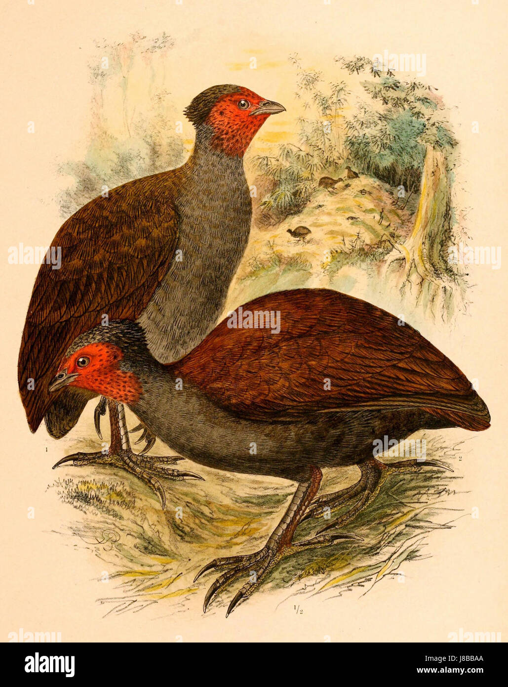 Megapodius cumingii 1898 Stock Photo - Alamy