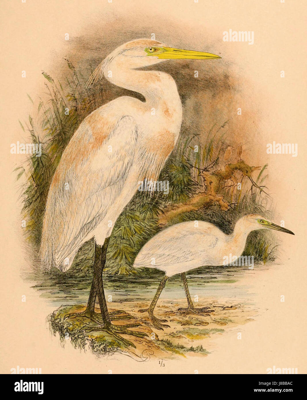 Eulophotes hi-res stock photography and images - Alamy