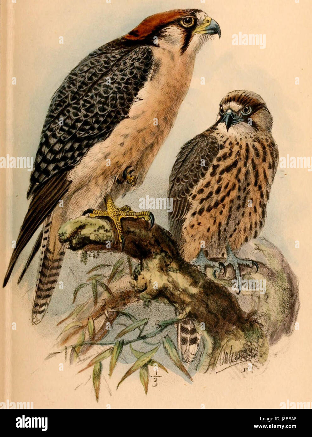 Falco biarmicus 1884 Stock Photo - Alamy