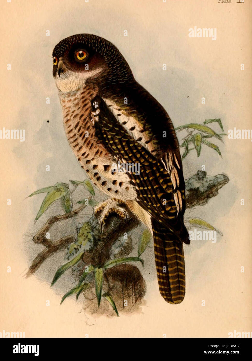 Owl bird glaucidium capense hi-res stock photography and images - Alamy
