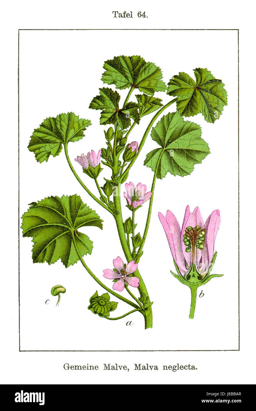Malva neglecta common mallow hi-res stock photography and images - Alamy