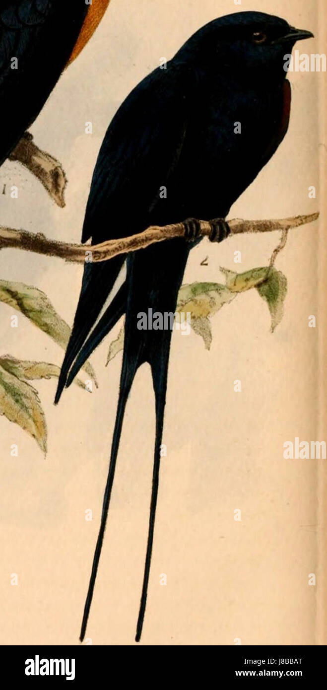 Hirundo atrocaerulea, also known as the blue swallow, is a bird species ...