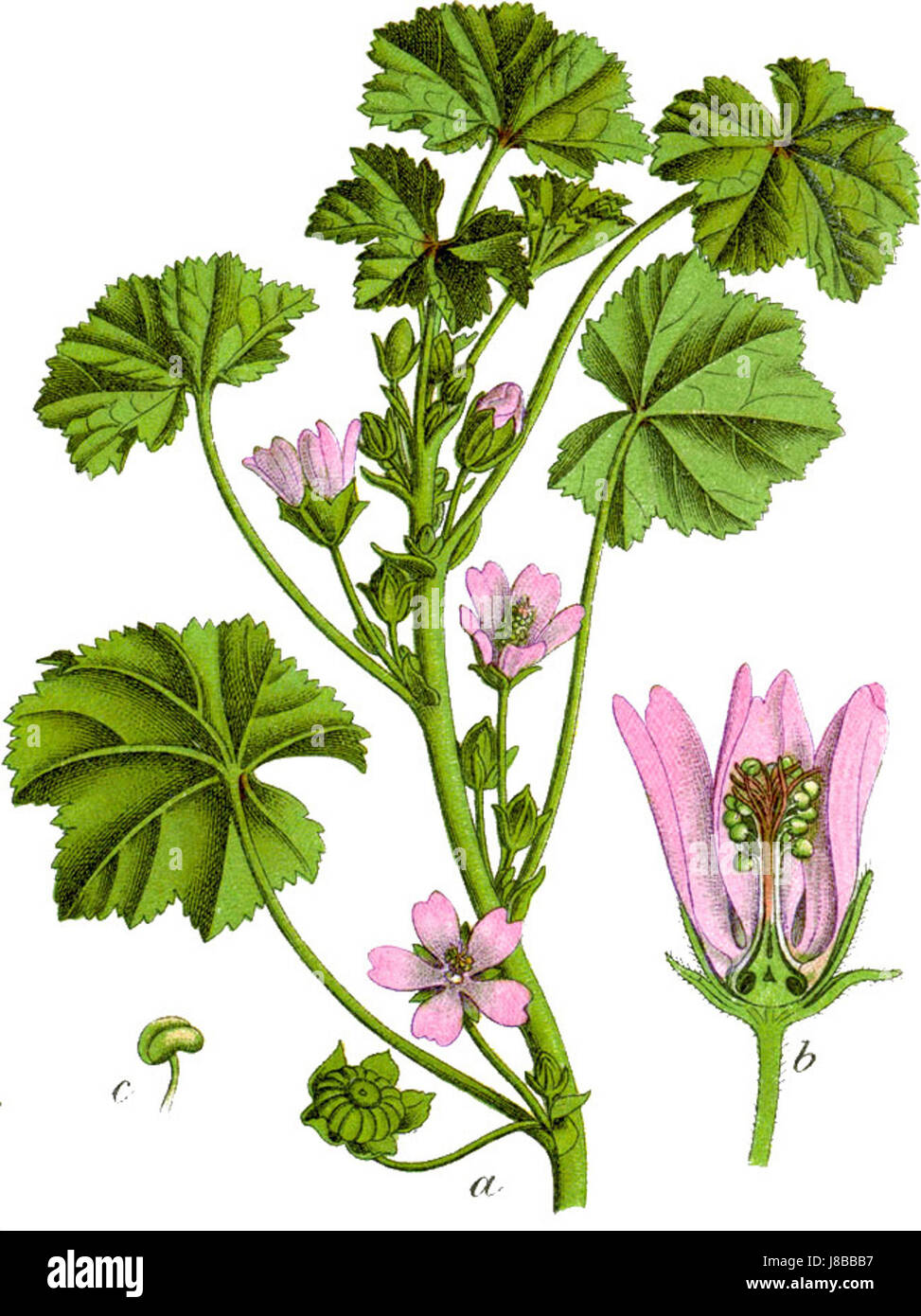 Malva neglecta, commonly known as common mallow, is a plant species ...