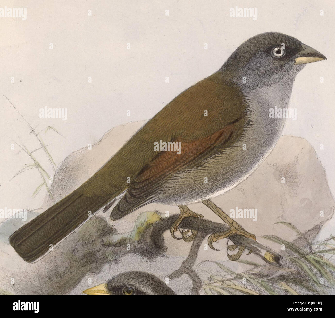 Junco phaeonotus alticola 1902 Stock Photo - Alamy