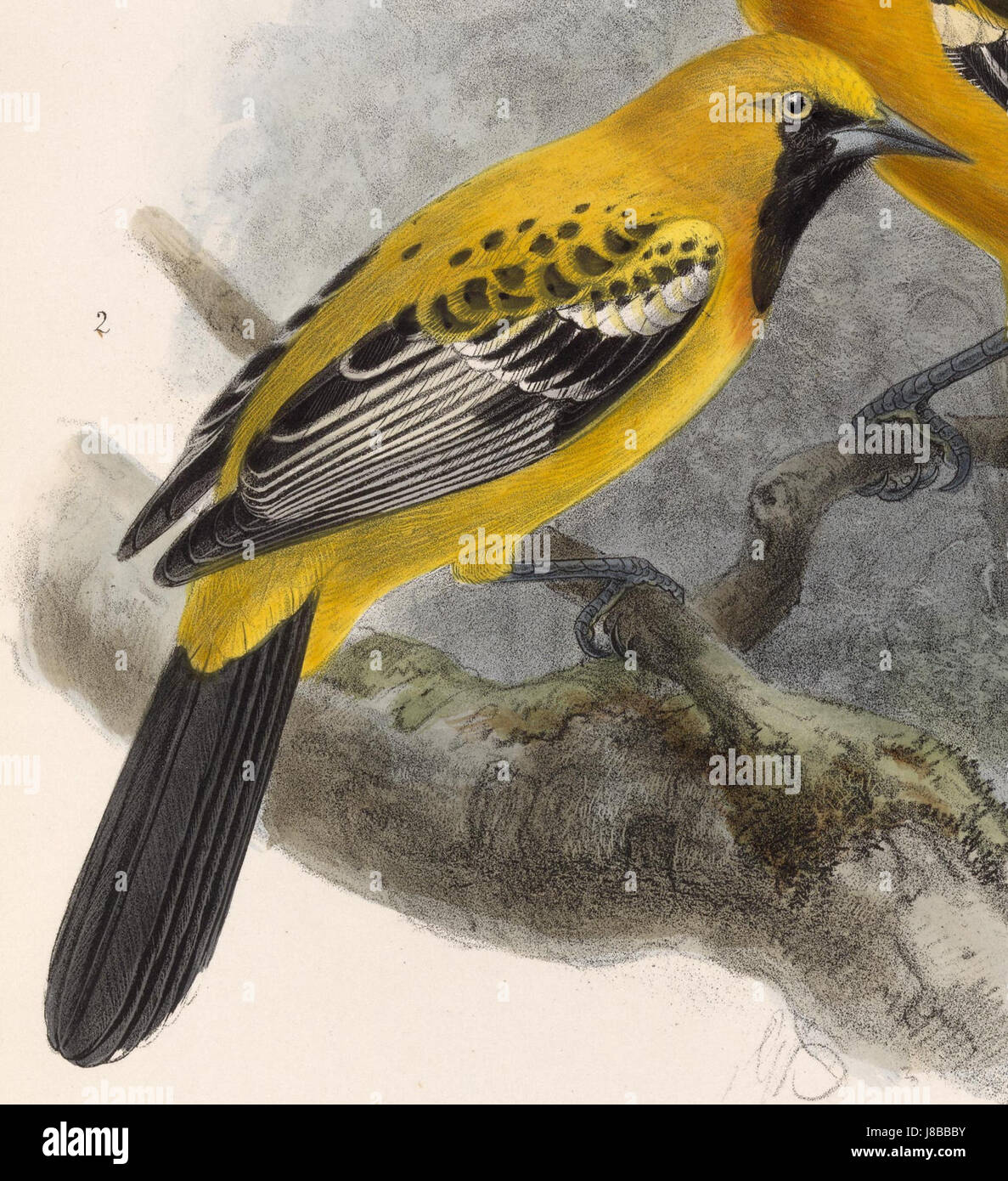 Icterus auratus, commonly known as the golden oriole, is a bird species ...