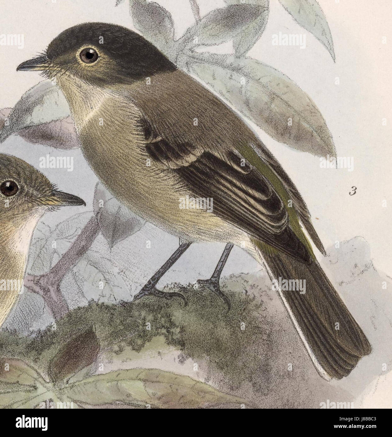 This is an entry referring to the bird species Empidonax atriceps, also ...