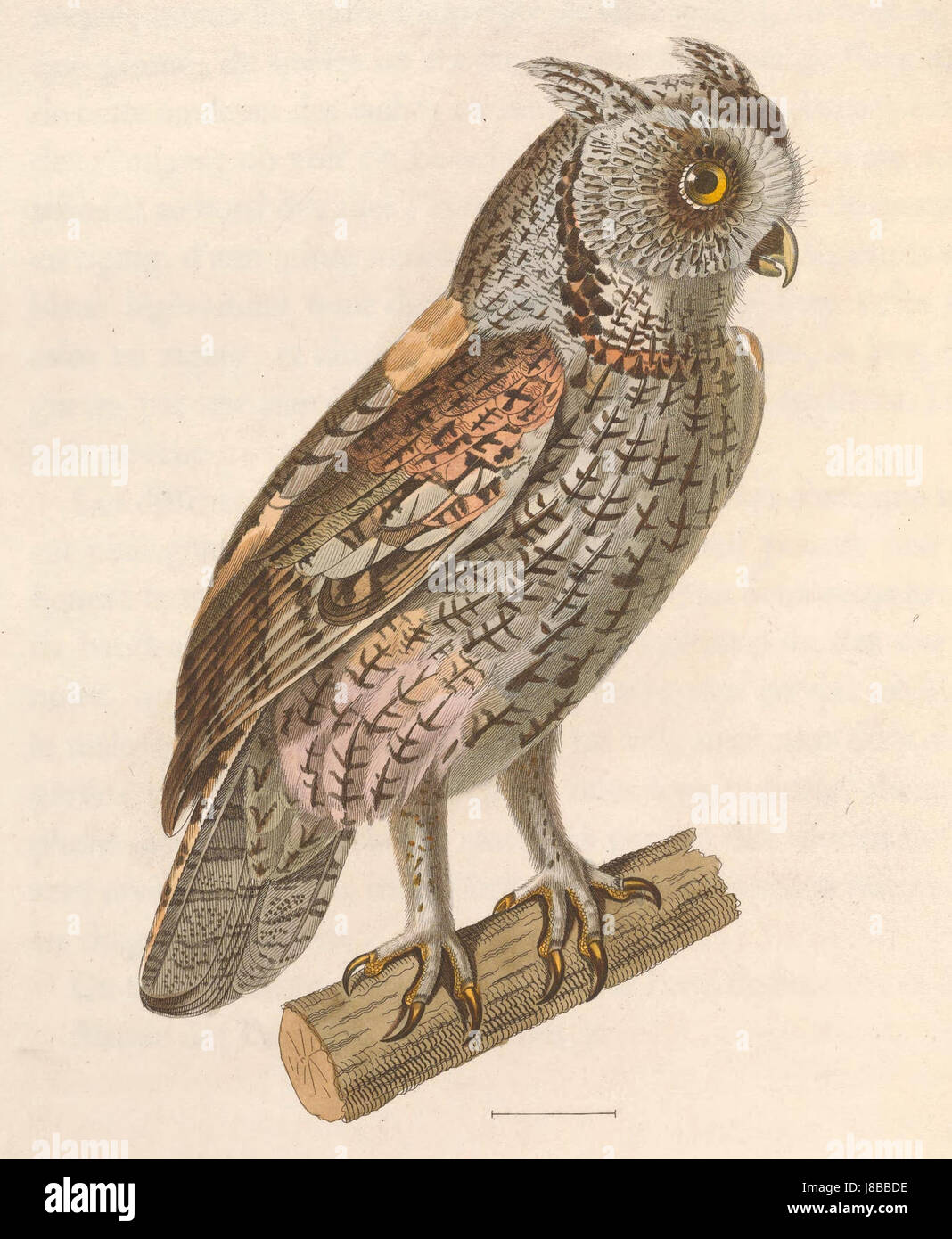 Megascops asio 1838 Stock Photo - Alamy