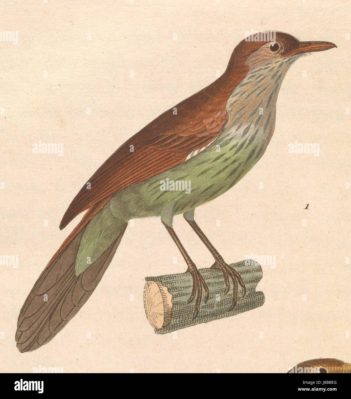 Macronus gularis 1838 Stock Photo - Alamy