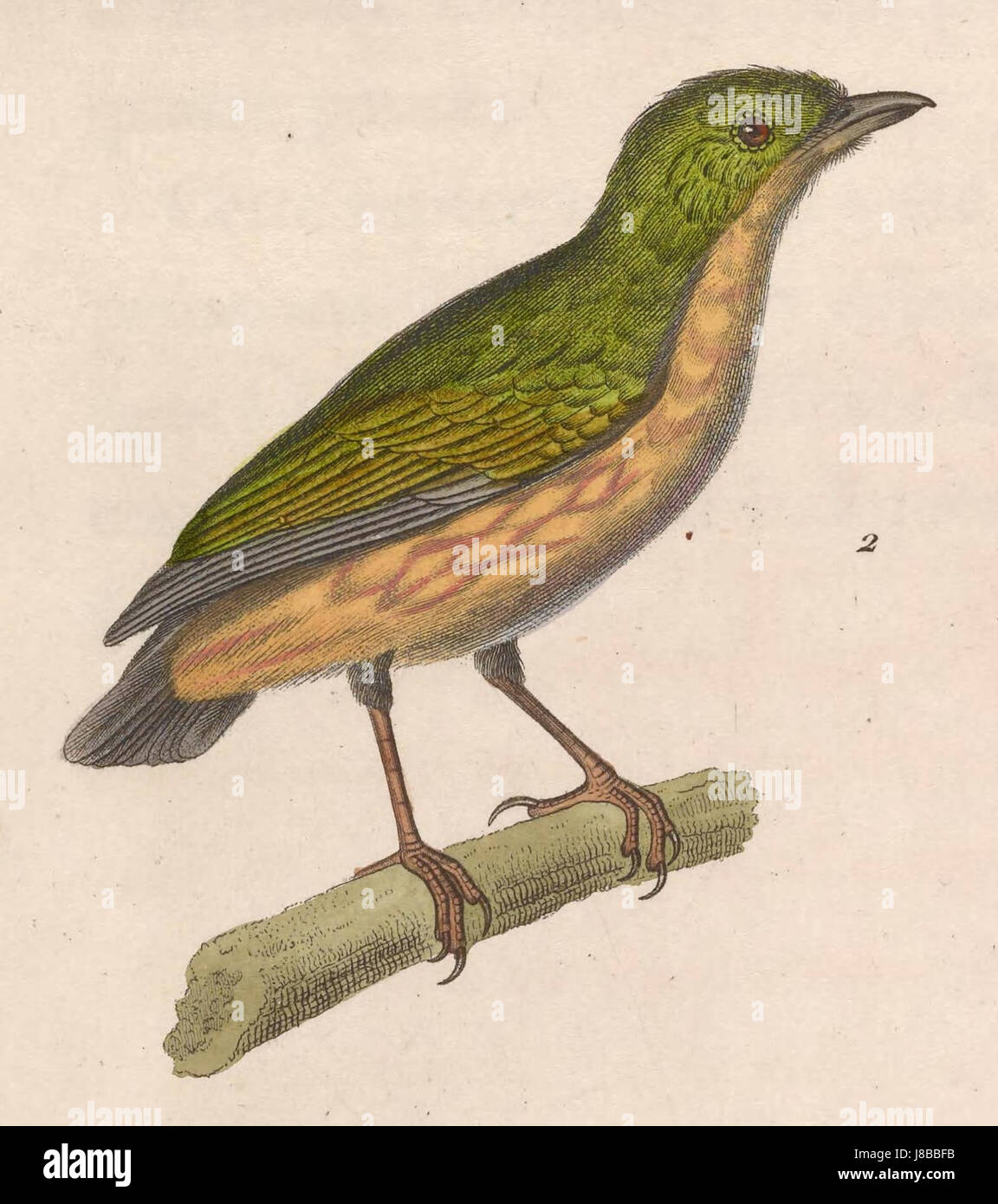 Machaeropterus regulus hi-res stock photography and images - Alamy