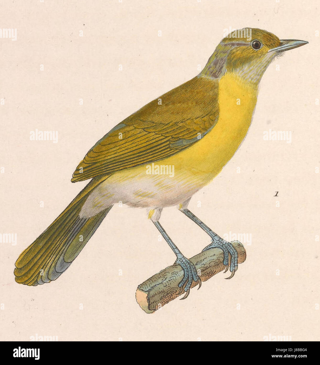 Hylophilus thoracicus 1838 Stock Photo - Alamy