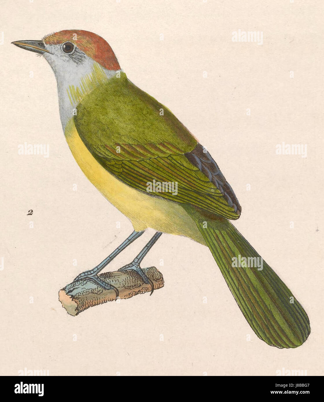 Hylophilus poicilotis, a species of bird in the family Vireonidae, was ...