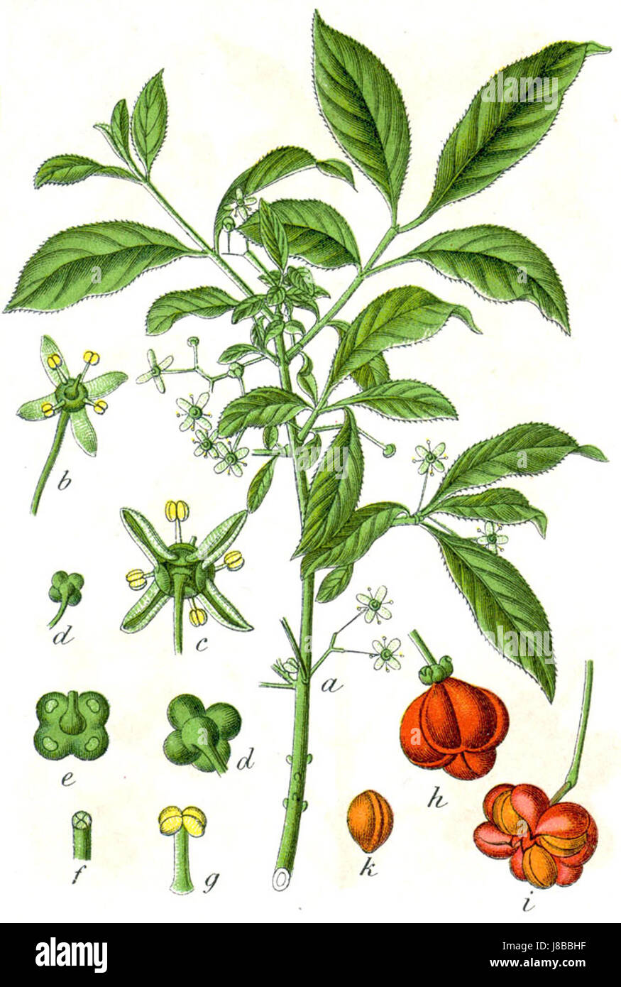 Euonymus europaeus, known as the European spindle, is a plant species ...