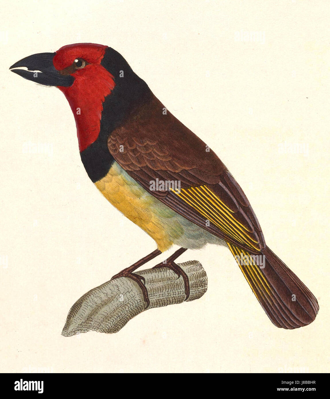 Lybius torquatus, a species of bird in the weaver family, depicted in a ...