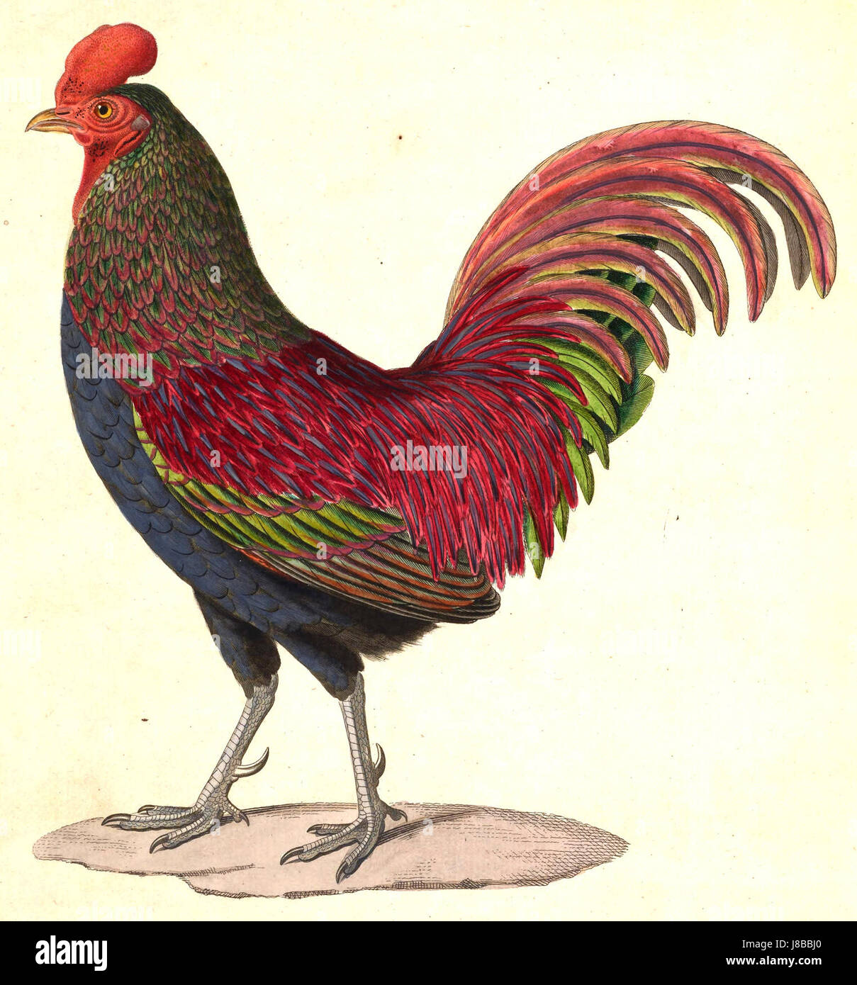 Gallus varius hybrid refers to a hybrid species within the Gallus genus ...
