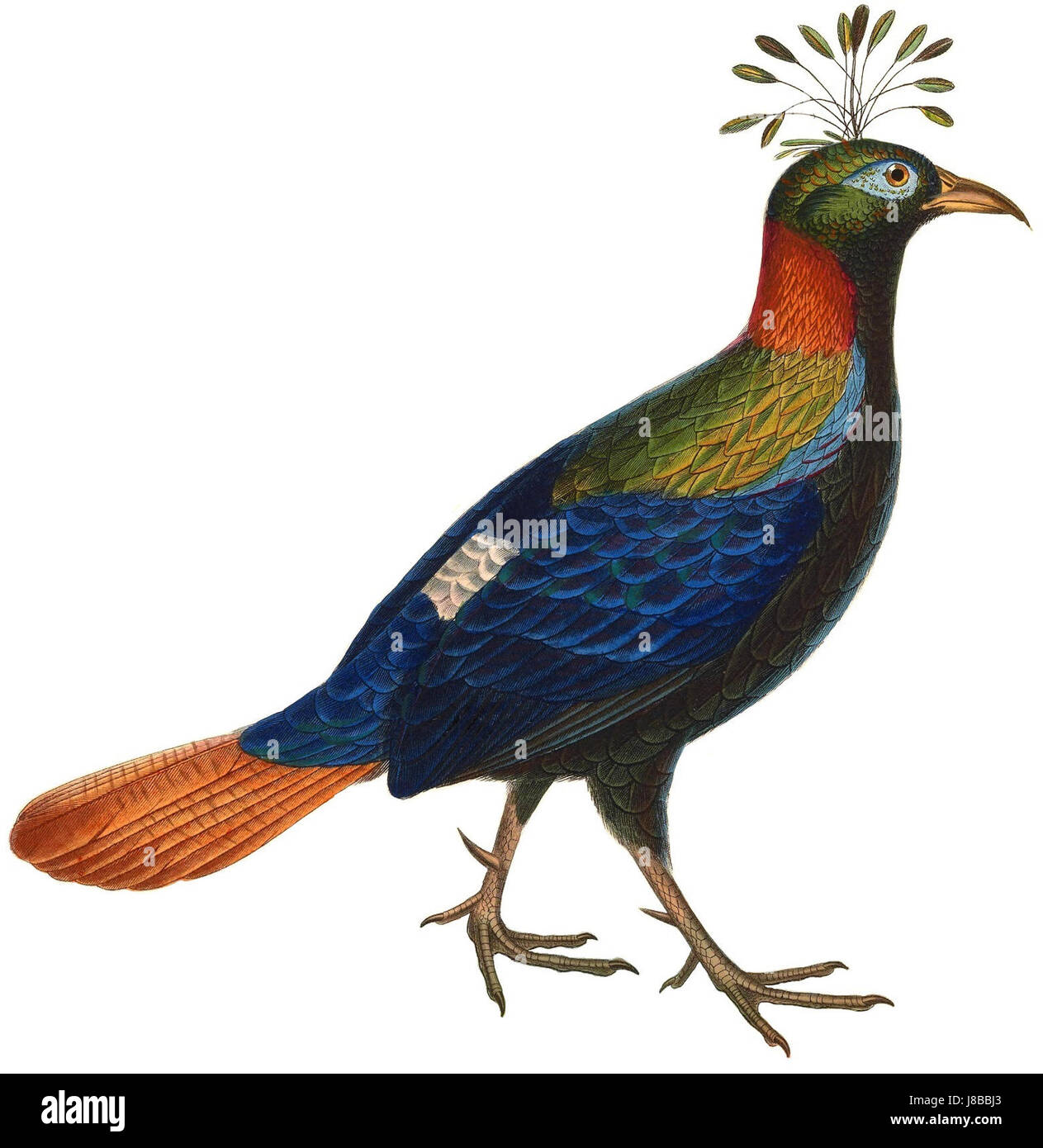 A depiction of the male Lophophorus impejanus (Himalayan Monal), a ...
