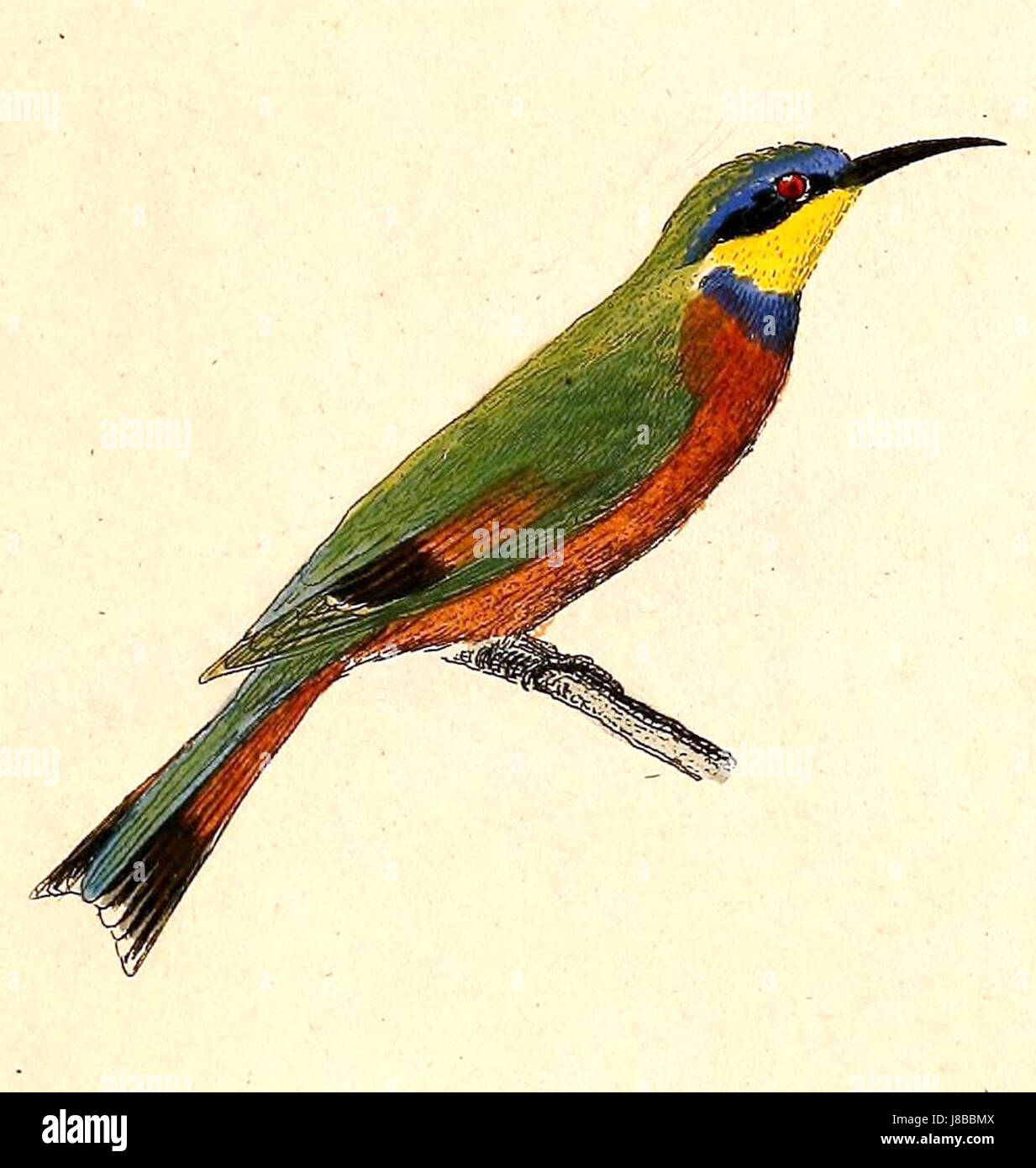 Merops variegatus 1832 Stock Photo - Alamy