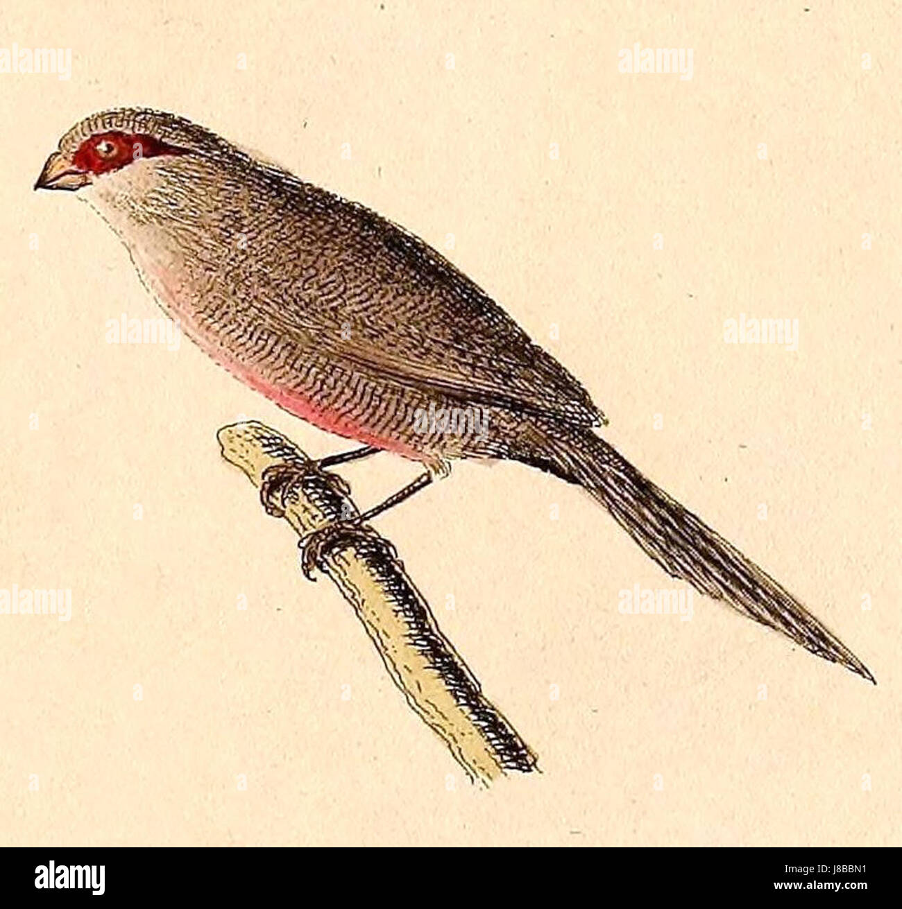 Estrilda astrild, commonly known as the common waxbill, is a small ...