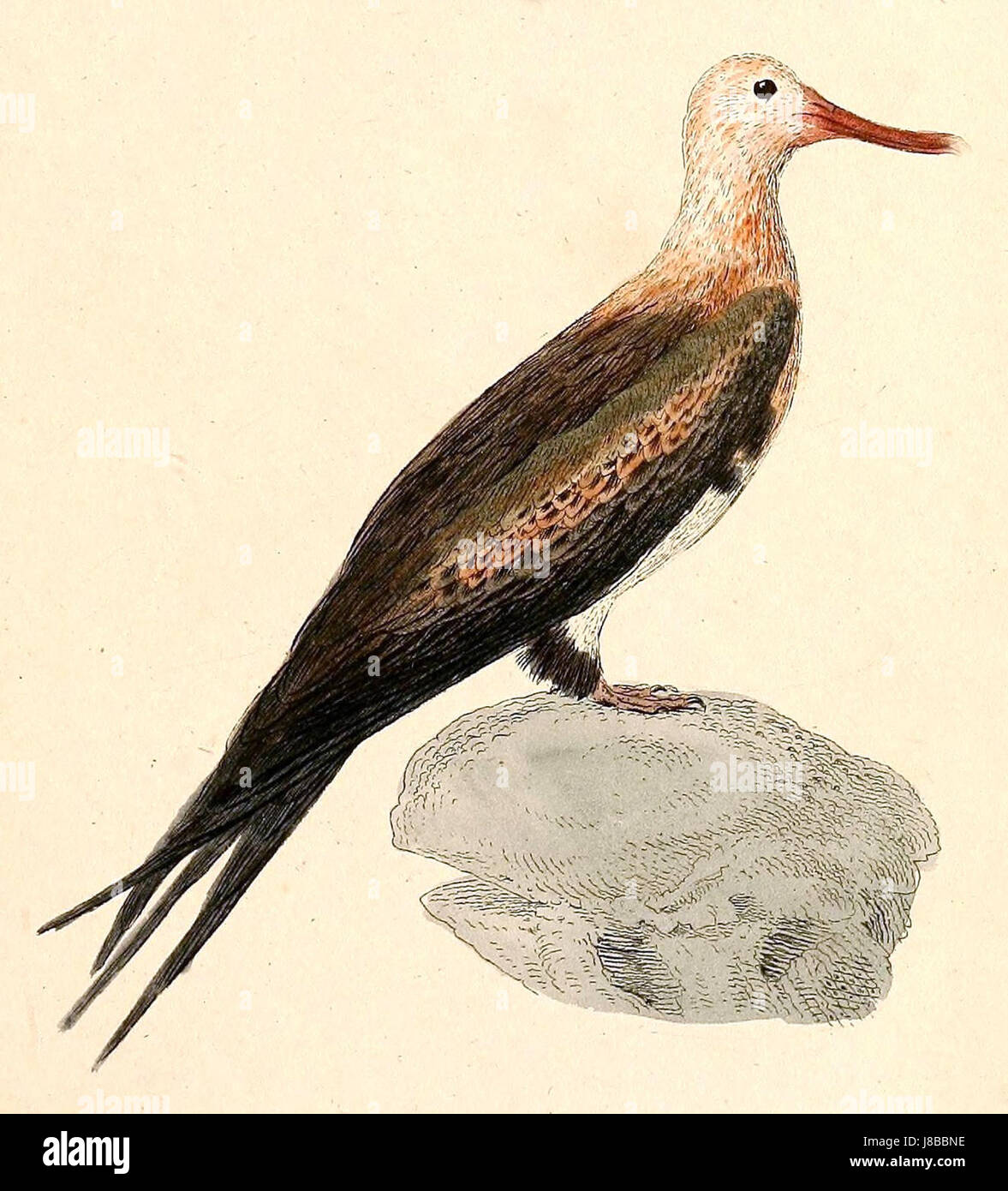 Aquila map hi-res stock photography and images - Alamy