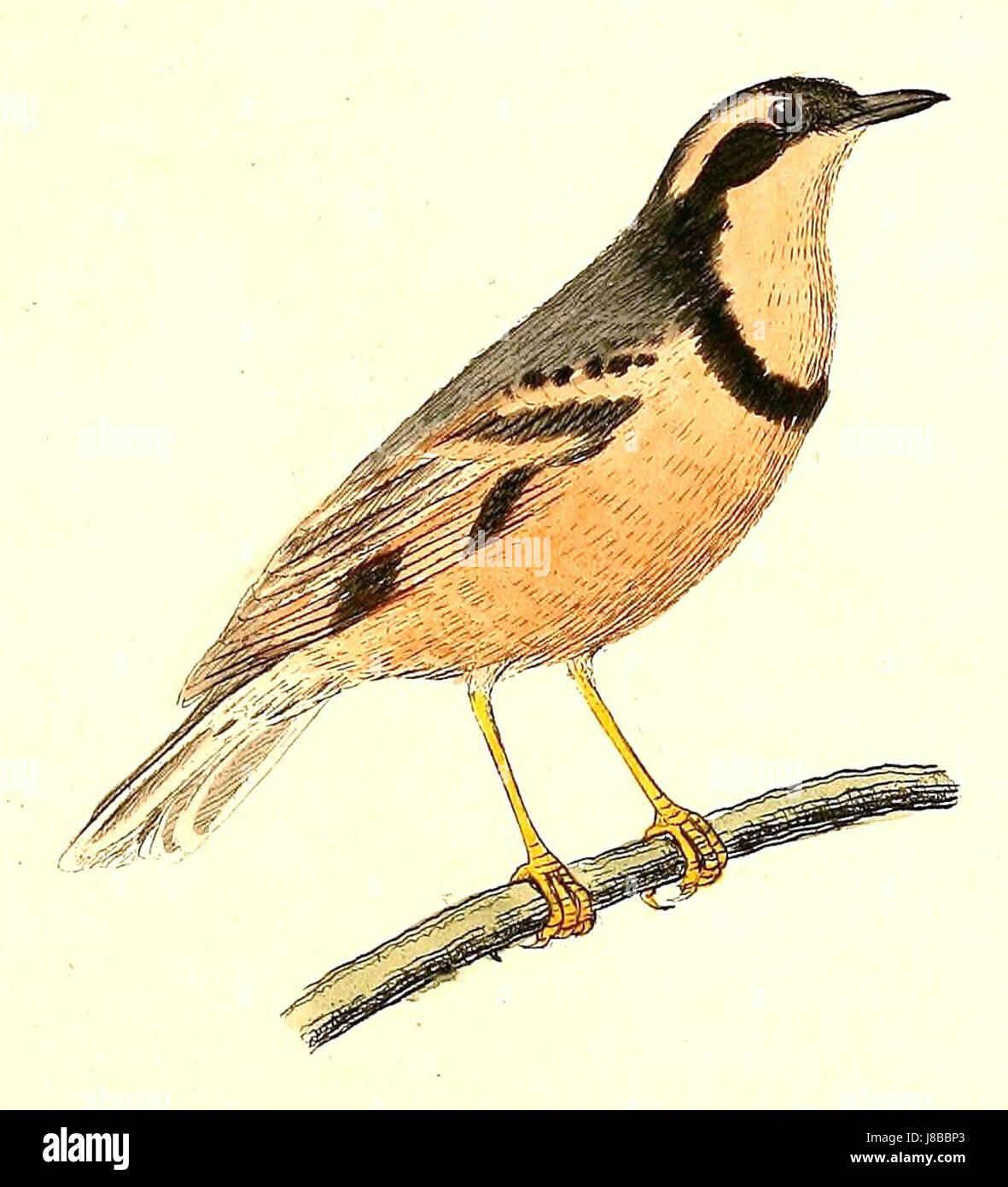 Ixoreus naevius 1832 Stock Photo - Alamy